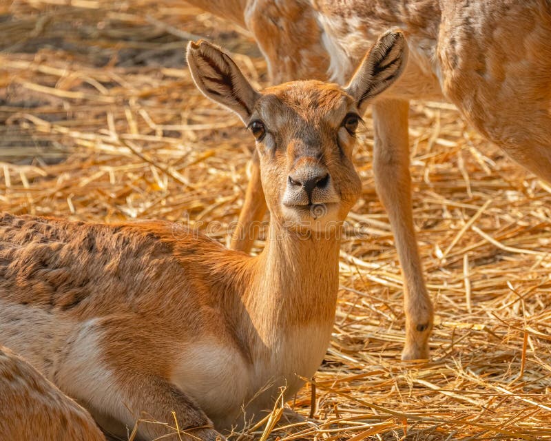 A Female Buck Resting on Ground Stock Photo - Image of camera, wildlife ...