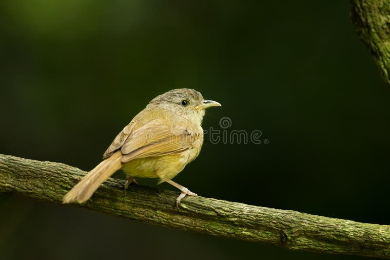 Female Buff-breasted Babbler Stock Image - Image of amherst, drongo ...