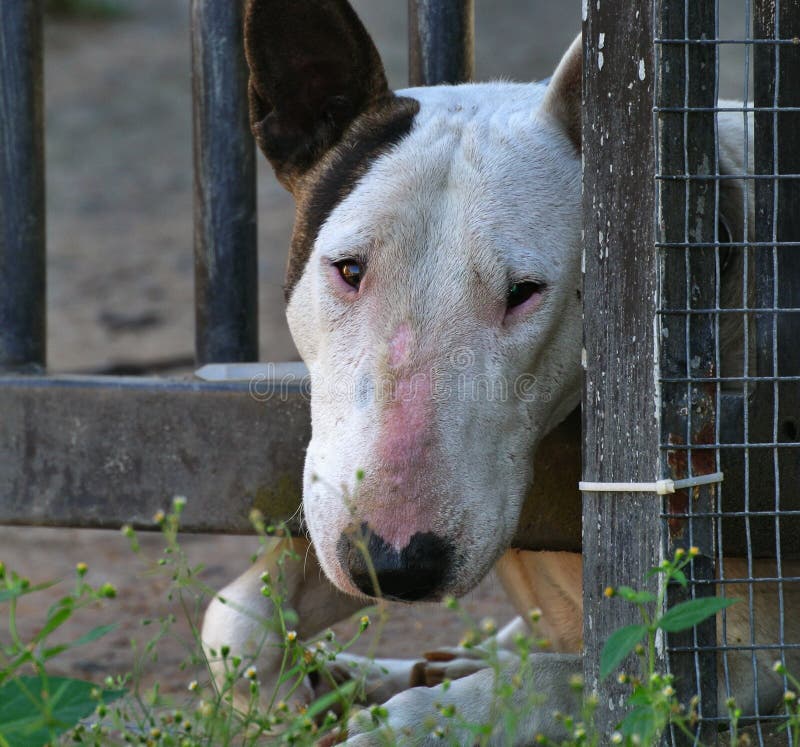 270 Dog Peering Stock Photos - Free & Royalty-Free Stock Photos from ...