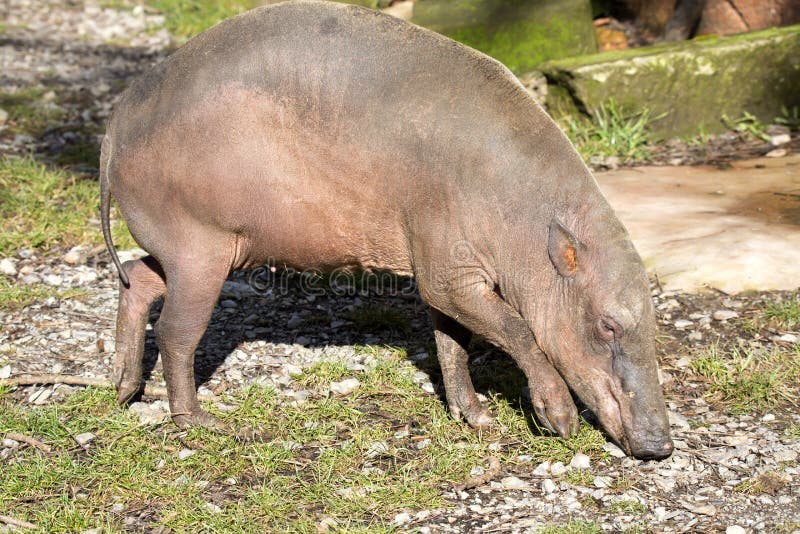 Female Buru Babirusa , Babyrousa Babyrussa Stock Image - Image of ...