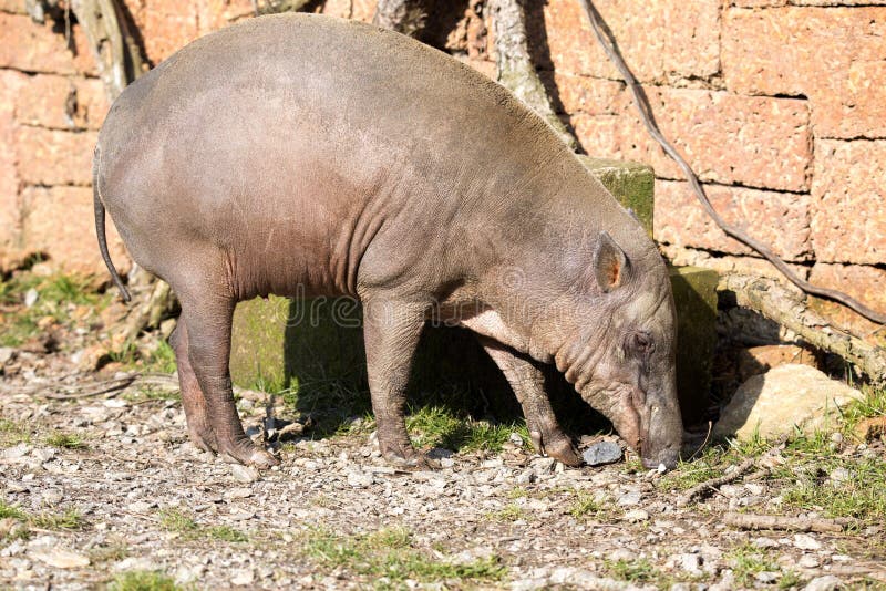 Female Buru Babirusa , Babyrousa Babyrussa Stock Image - Image of ...