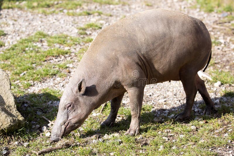 Female Buru Babirusa , Babyrousa Babyrussa Stock Image - Image of ...