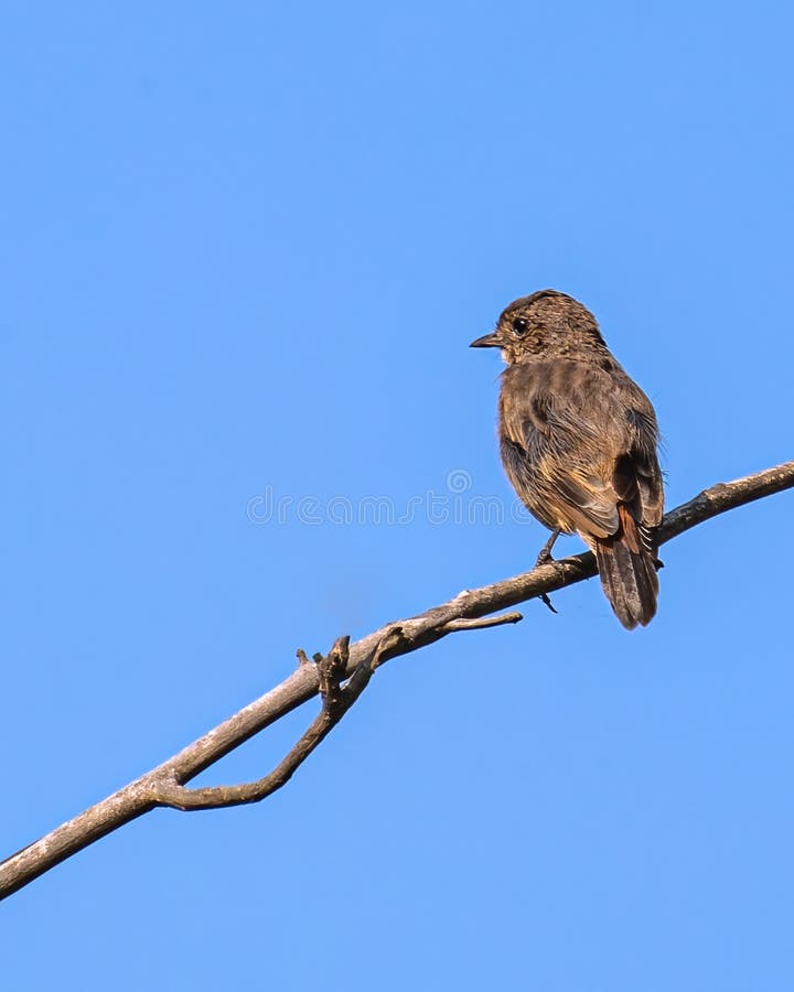 A Female Bush chat resting stock photo. Image of avian - 254051228
