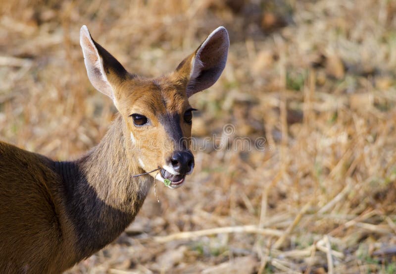 Bushbuck ewe stock photo. Image of antelope, africa, standing - 15242712