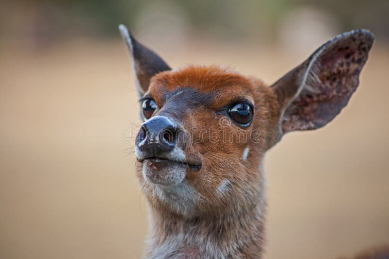 Female Bushbuck (Tragelaphus Scriptus) 15524 Stock Image - Image of outdoors, grass: 280902629