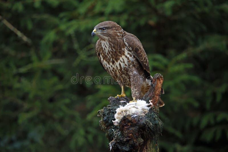 Female Buzzard at a Woodland Site Stock Photo - Image of wildlife, leaf ...