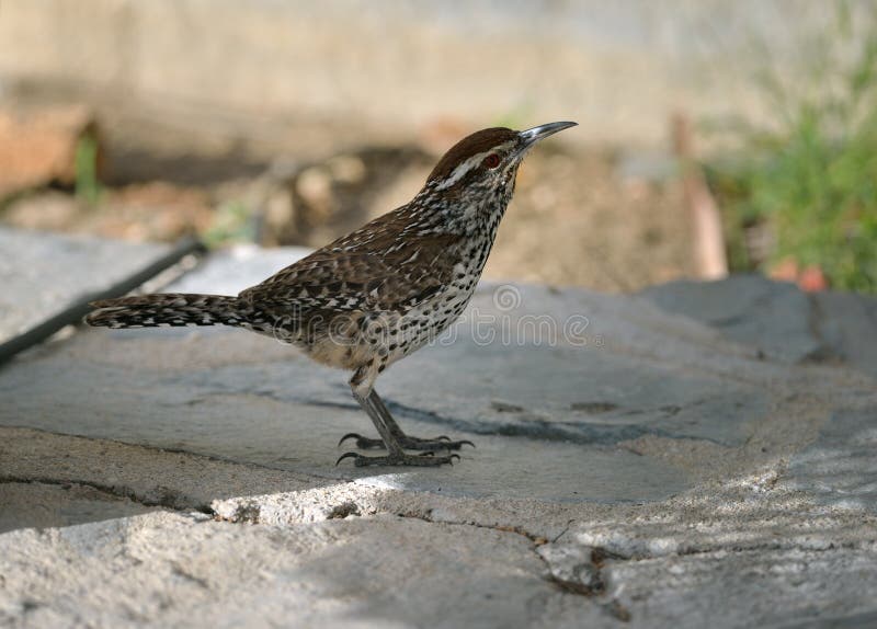 Female Cactus Wren stock photo. Image of brunneicapillus - 52031564