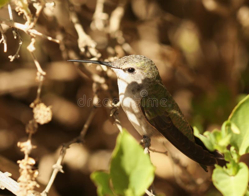 Calliope Hummingbirds stock photo. Image of male, iridescent - 9479822