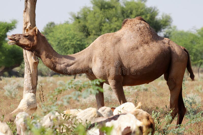 Female Camel Standing with a Herd of Goats in the Forest, Rajasthan ...
