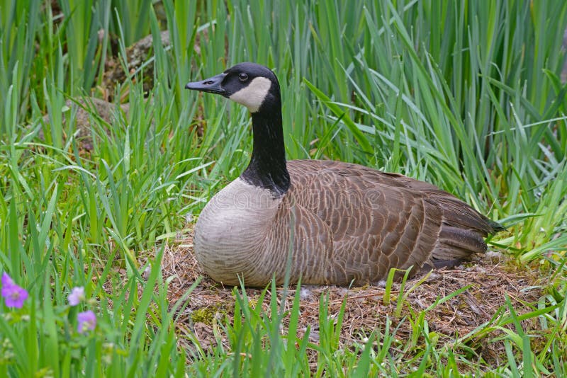 Female Canada Goose Sitting on Her Nest. Stock Photo - Image of flock ...