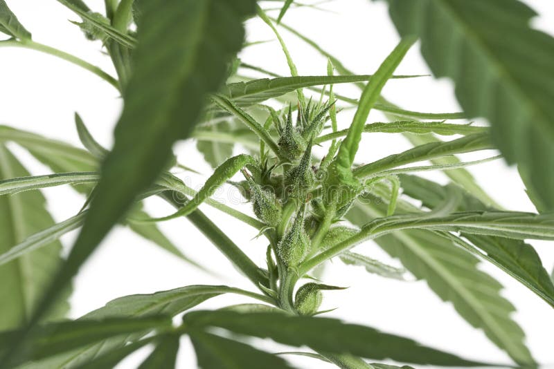 Female Cannabis Leaf and Flower, Marijuana Flower Isolated on White ...