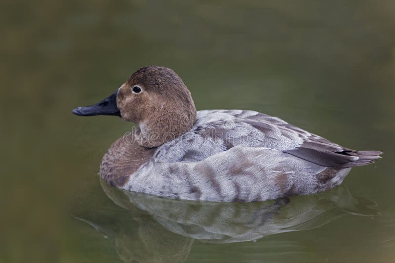 Female Canvasback, Aythya Valisineria Stock Image - Image of wildlife ...
