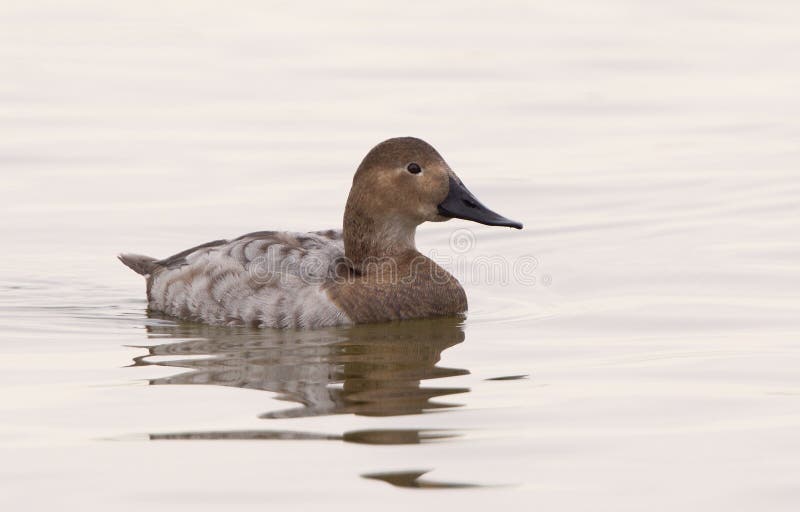 Female Canvasback Duck Swimming in River in Maryland Stock Photo ...