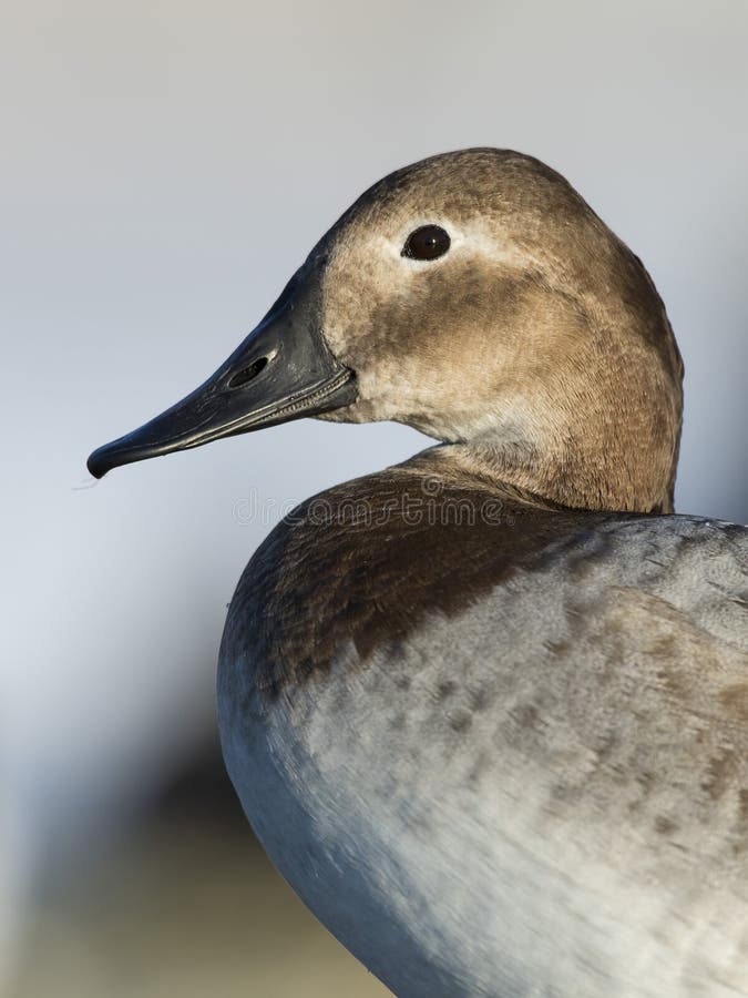 Female Canvasback Duck stock photo. Image of canvasback - 84695510
