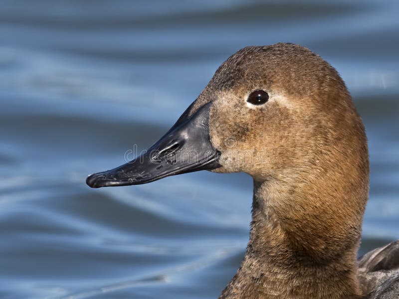 Female Canvasback Duck Swimming in River in Maryland Stock Photo ...