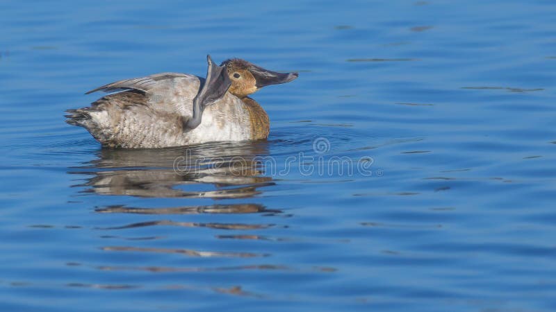 Female Canvasback stock image. Image of scratch, duck - 296604867