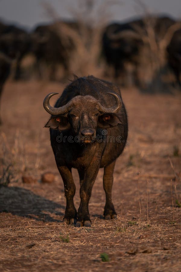 Female Cape Buffalo Stands Staring at Camera Stock Image - Image of ...