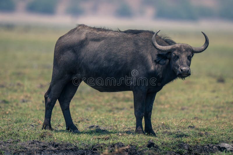 Female Cape Buffalo Stands Staring on Floodplain Stock Image - Image of ...