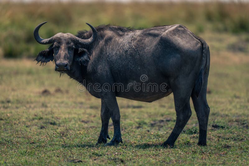 Female Cape Buffalo Stands Turning Toward Camera Stock Photo - Image of ...