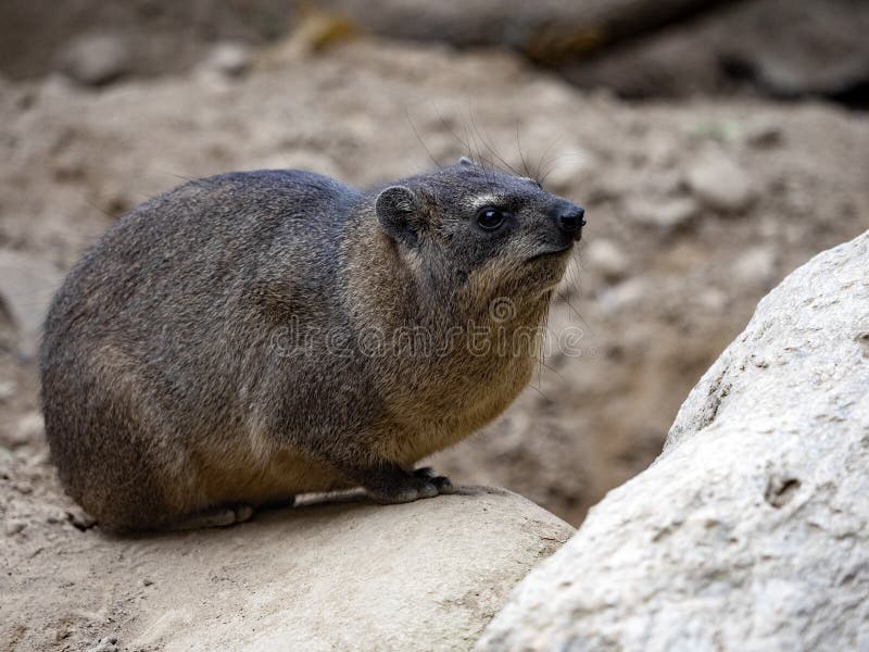 Female Cape Rock Hyrax, Procavia Capensis S Sitting on a Large Boulder ...