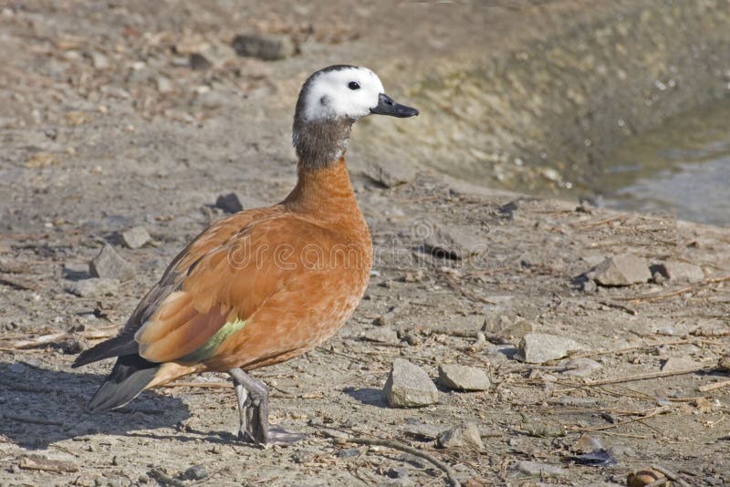 Female Cape Shelduck Tadorna Cana Stock Photos - Free & Royalty-Free ...