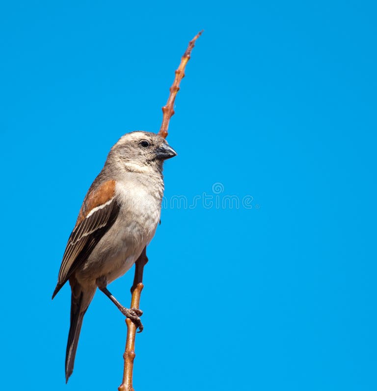 Female Cape Sparrow Passer Melanurus Stock Photos - Free & Royalty-Free ...