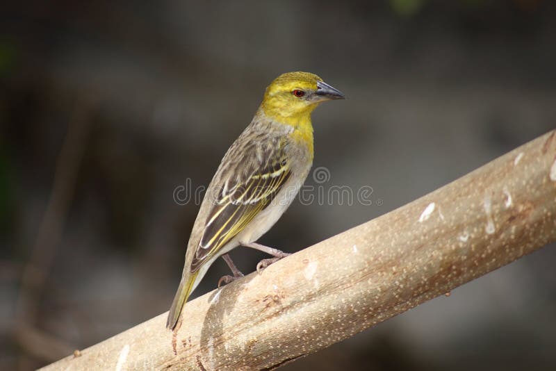 Female Cape Weaver bird stock photo. Image of bird, tropical - 43224024