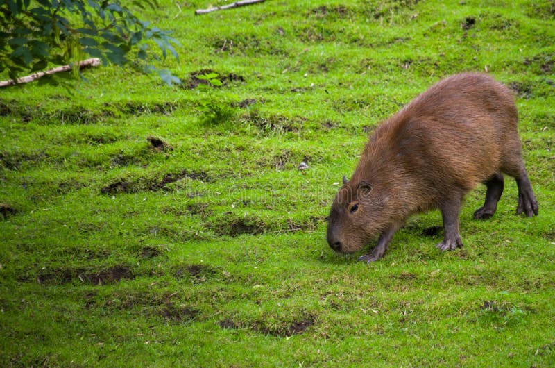 Female Capybara with Baby Grooming Stock Image - Image of groom, female ...