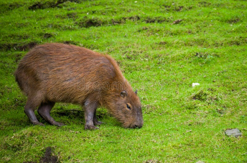 Female Capybara with Baby Grooming Stock Image - Image of groom, female ...