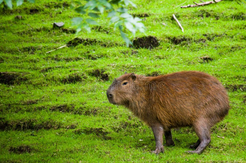 Female capybara feeding stock image. Image of hair, grass - 169968541