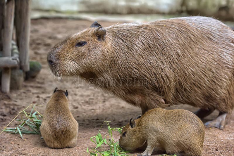 Capybara Female And Male (Scent Gland) On Mudbank Stock Photo - Image ...
