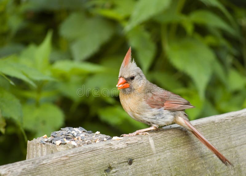 Female Cardinal stock image. Image of birding, nature - 10474705