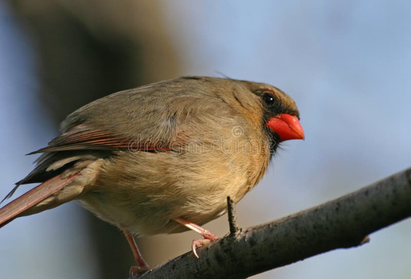 Female cardinal stock image. Image of feather, chest, fluffy - 1157081