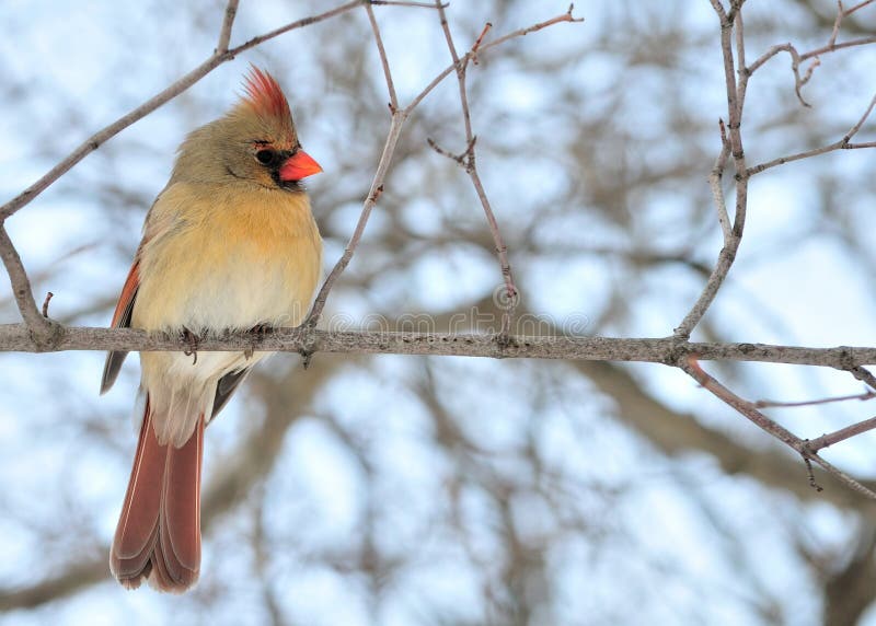 Female Cardinal stock photo. Image of avian, feather - 23427014