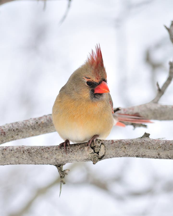 Female Cardinal stock photo. Image of birding, cardinal - 12794404