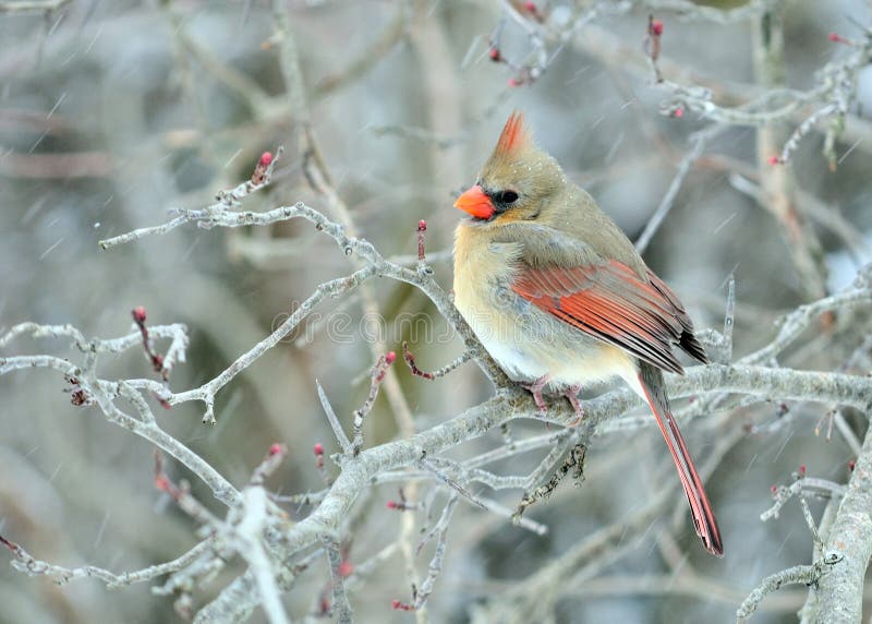 Female Cardinal stock image. Image of female, cardinal - 13179201