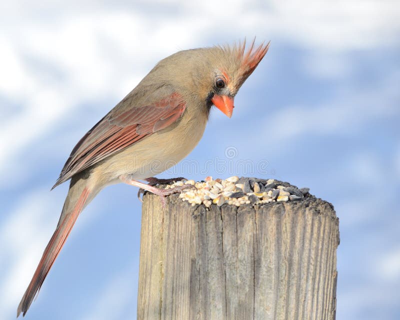 Female Cardinal stock image. Image of outdoors, cardinal - 17484437