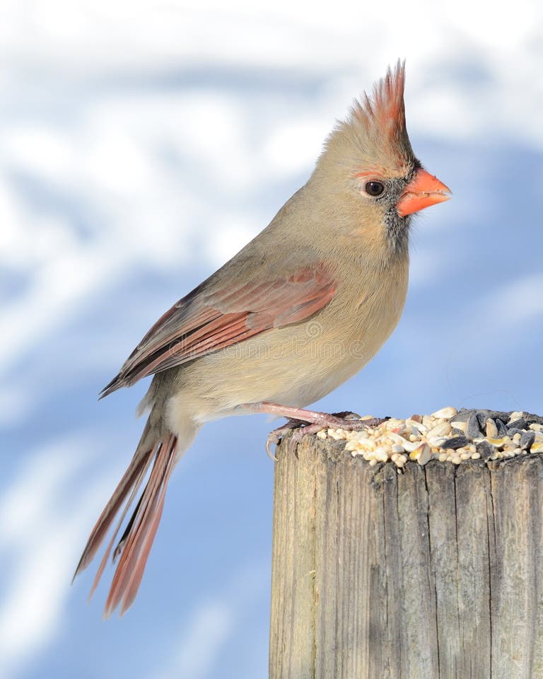 2,156 Female Cardinal Wildlife Bird Stock Photos - Free & Royalty-Free ...
