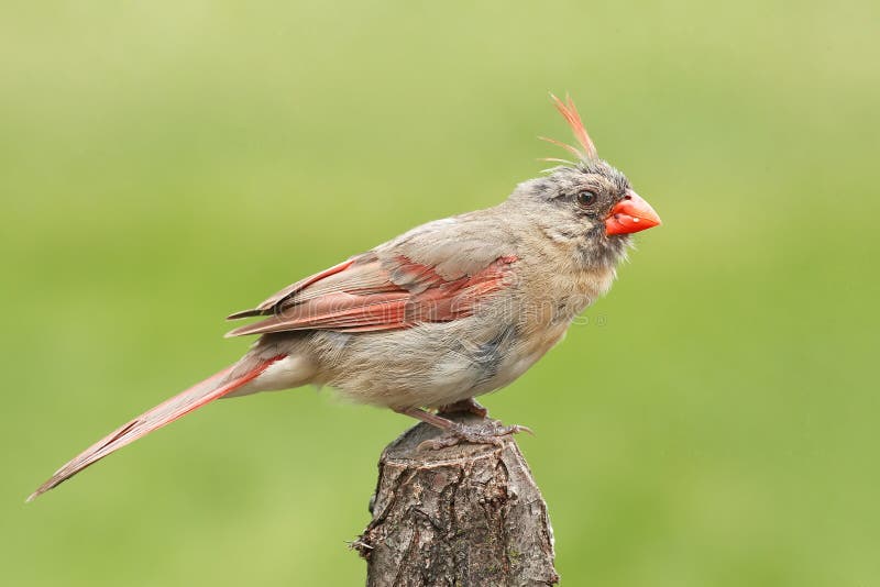 Female cardinal stock photo. Image of biology, cardinal - 1800388