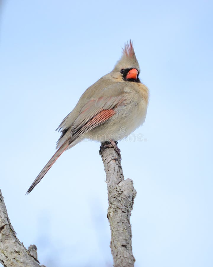 Female Cardinal stock photo. Image of cardinal, parks - 18448164