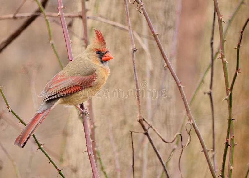 Female Cardinal stock image. Image of bird, perched, birdwatching ...
