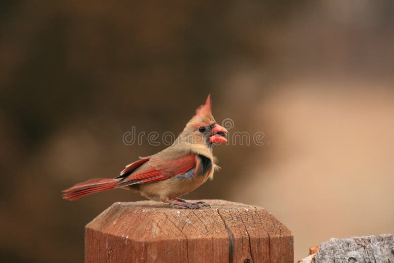 Female Cardinal Picture. Image: 2480136