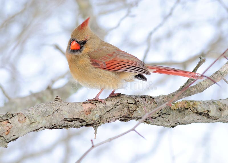Female Cardinal stock photo. Image of winter, nature - 29096580