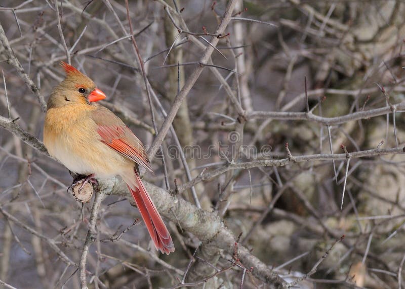 Female Cardinal stock photo. Image of female, winter - 29107048
