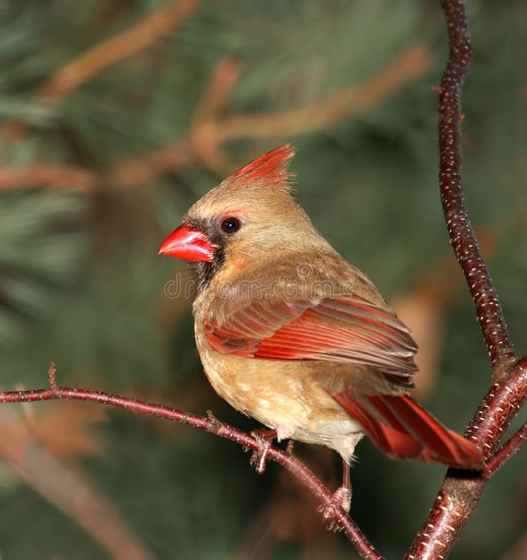 2,141 Female Cardinal Wildlife Bird Stock Photos - Free & Royalty-Free ...