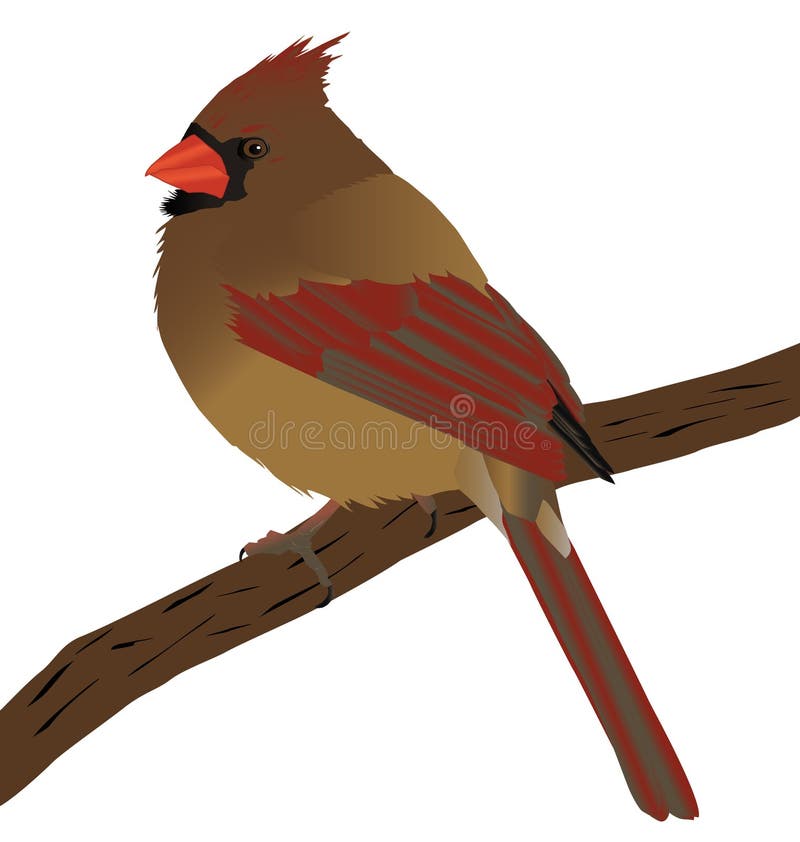 Female Cardinal Drawing