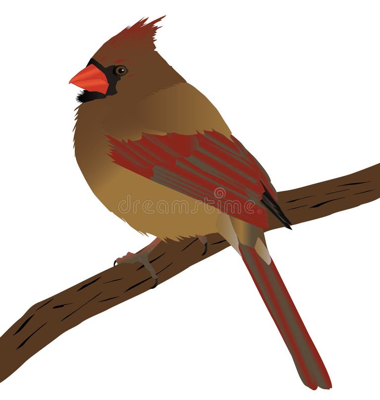 Female Cardinal Stock Illustrations – 790 Female Cardinal Stock ...