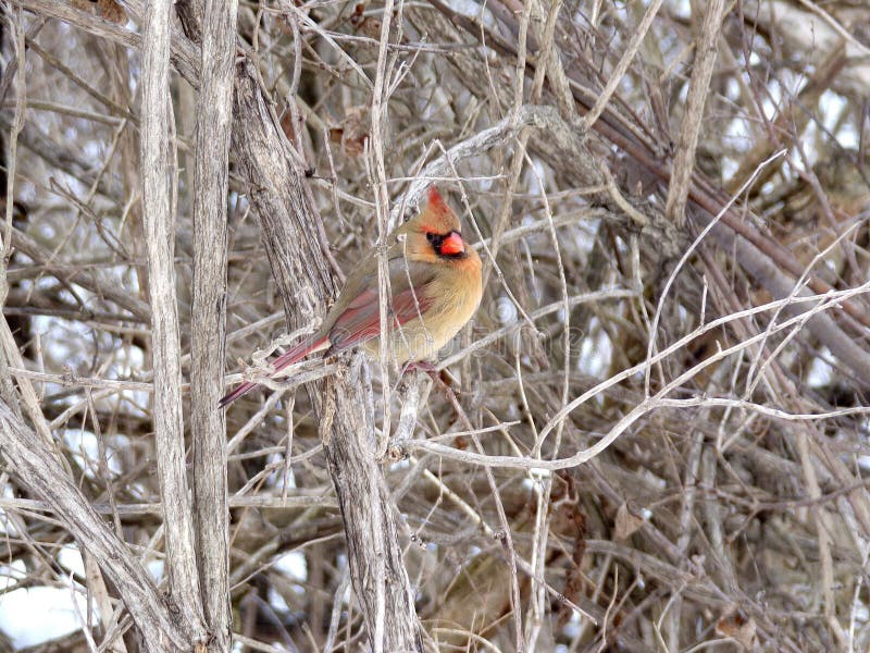Cardinal Bird stock photo. Image of cardinal, wing, winter - 363678776