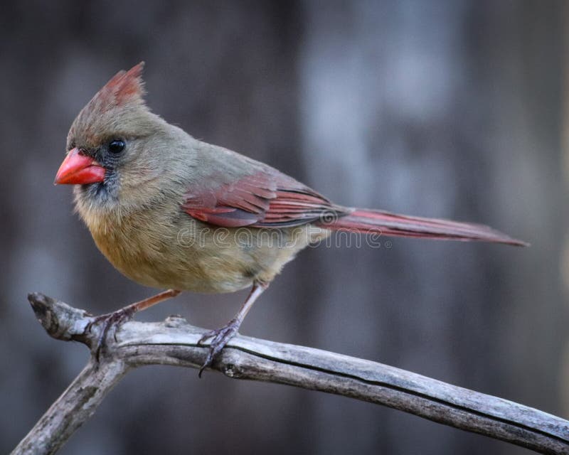 Female Cardinal Bird on a Branch of a Tree Stock Photo - Image of ...