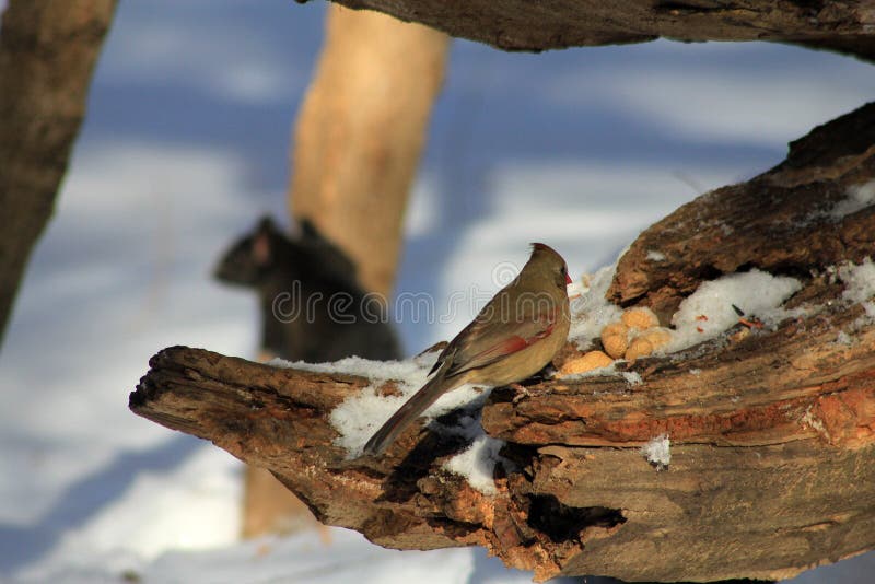 Female Cardinal Bird stock photo. Image of eating, food - 239351412